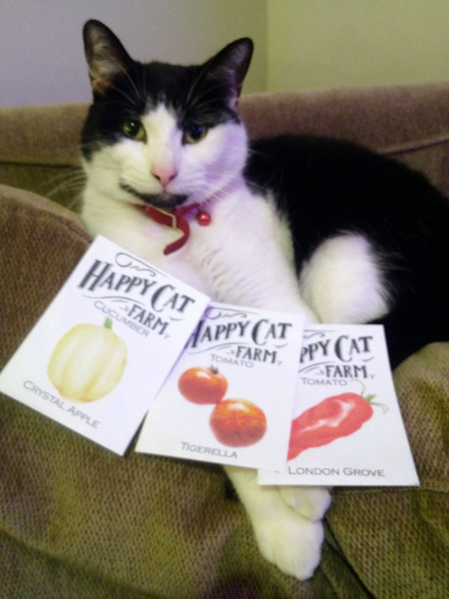 Cats in Gardens: Happy Happy Joy Joy