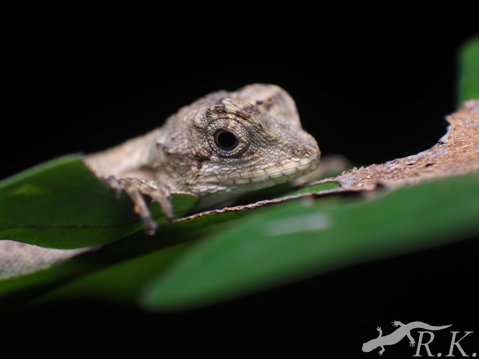 小さな隣人たちの世界: サキシマキノボリトカゲ Diploderma polygonatum ishigakiense (Van ...