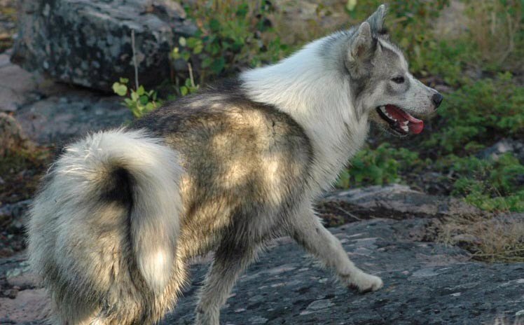 Perro esquimal canadiense | Todo sobre perros | Razas de perros ...
