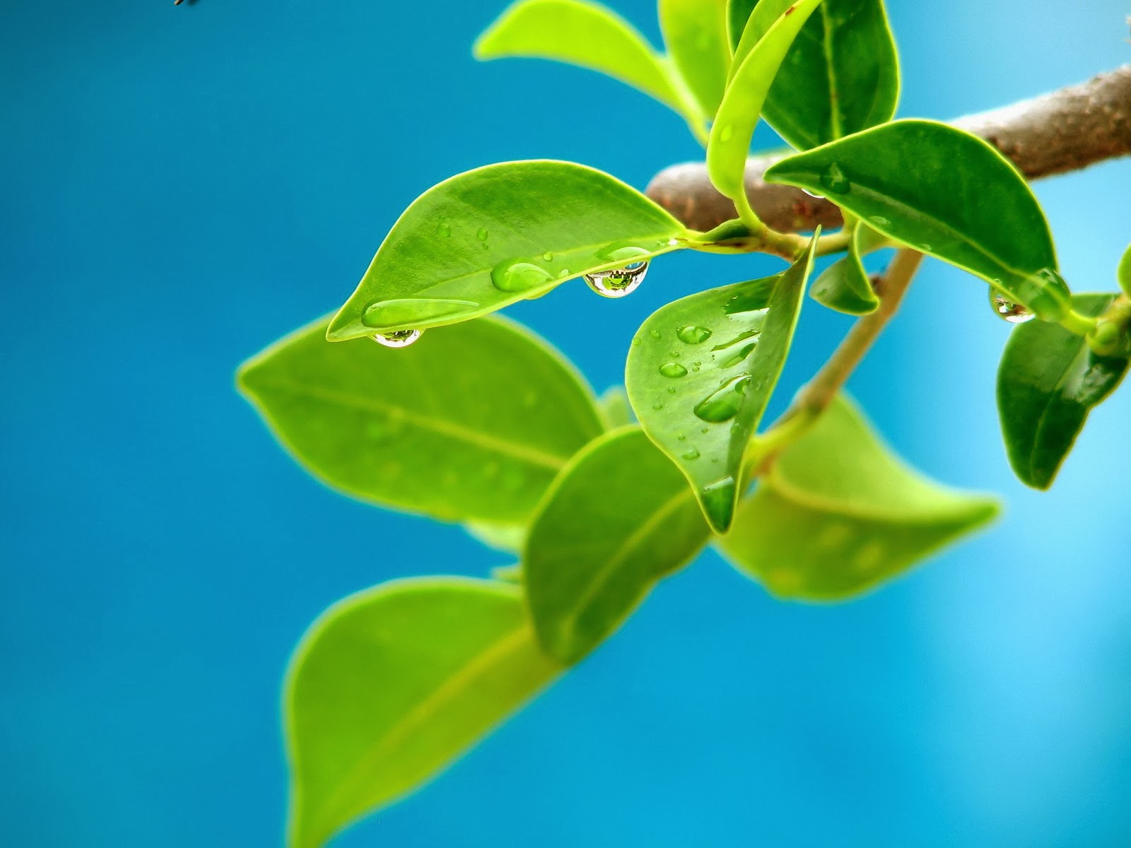 Transpiración y gutación: agua en movimiento - Biología