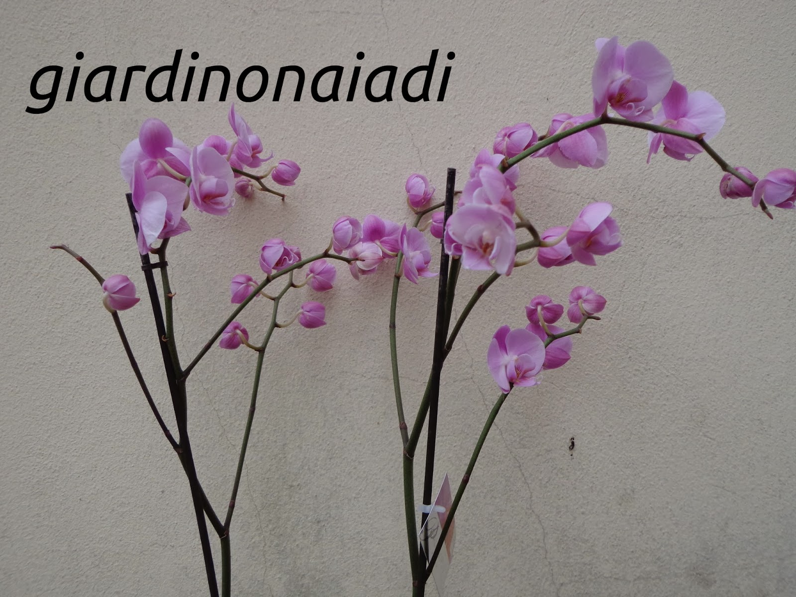 Il giardino delle Naiadi: ORCHIS LAXIFOLIA, LA RARISSIMA ORCHIDEA PALUSTRE