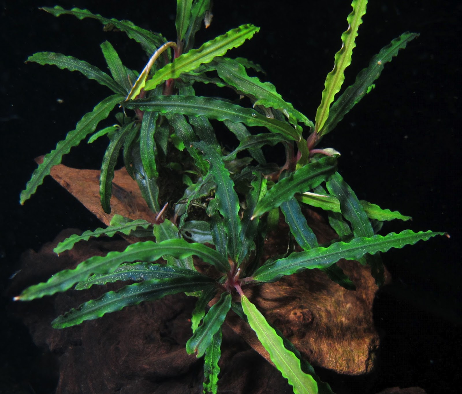 endemic plants: Bucephalandra sp. Velvet Leaf 1