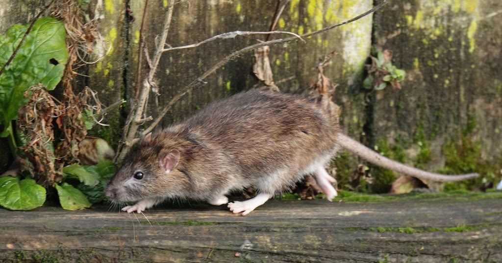 ENCICLOPEDIA DE ANIMALES MUNDIAL: RATA PARDA (Rattus norvegicus)