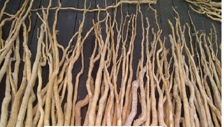 KISMARNO TRENI UYM2: Ini lah Manfaat Dan Khasiat Akar Pasak Bumi Untuk Kesehatan