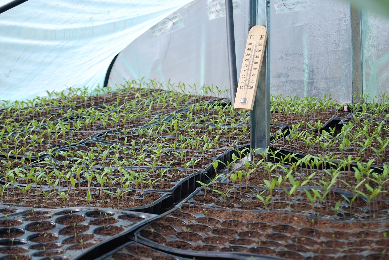 LEGUMICULTURA IN SOLAR SI SERE: RASADURILE DE ROSII