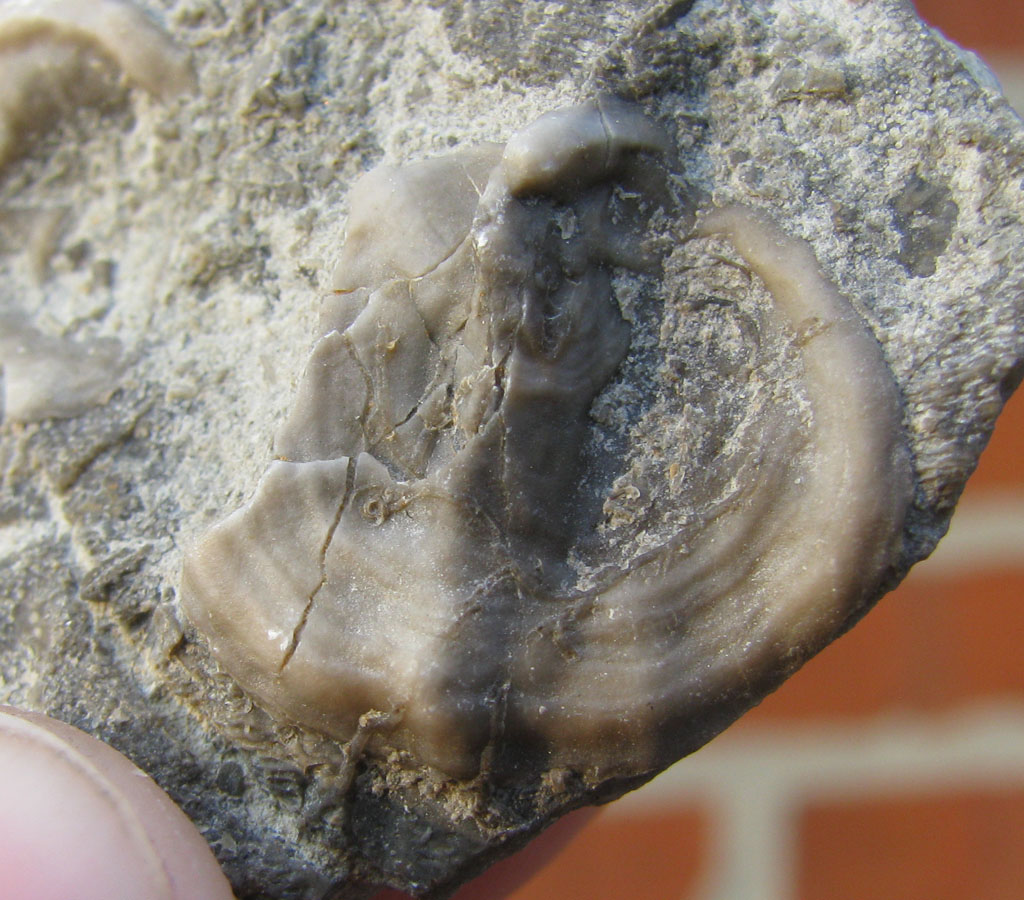 Views of the Mahantango: Pedicle valves from an inarticulate brachiopod?