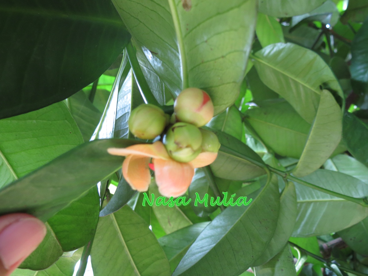 warna warni hidupku..............: Pokok Cupu