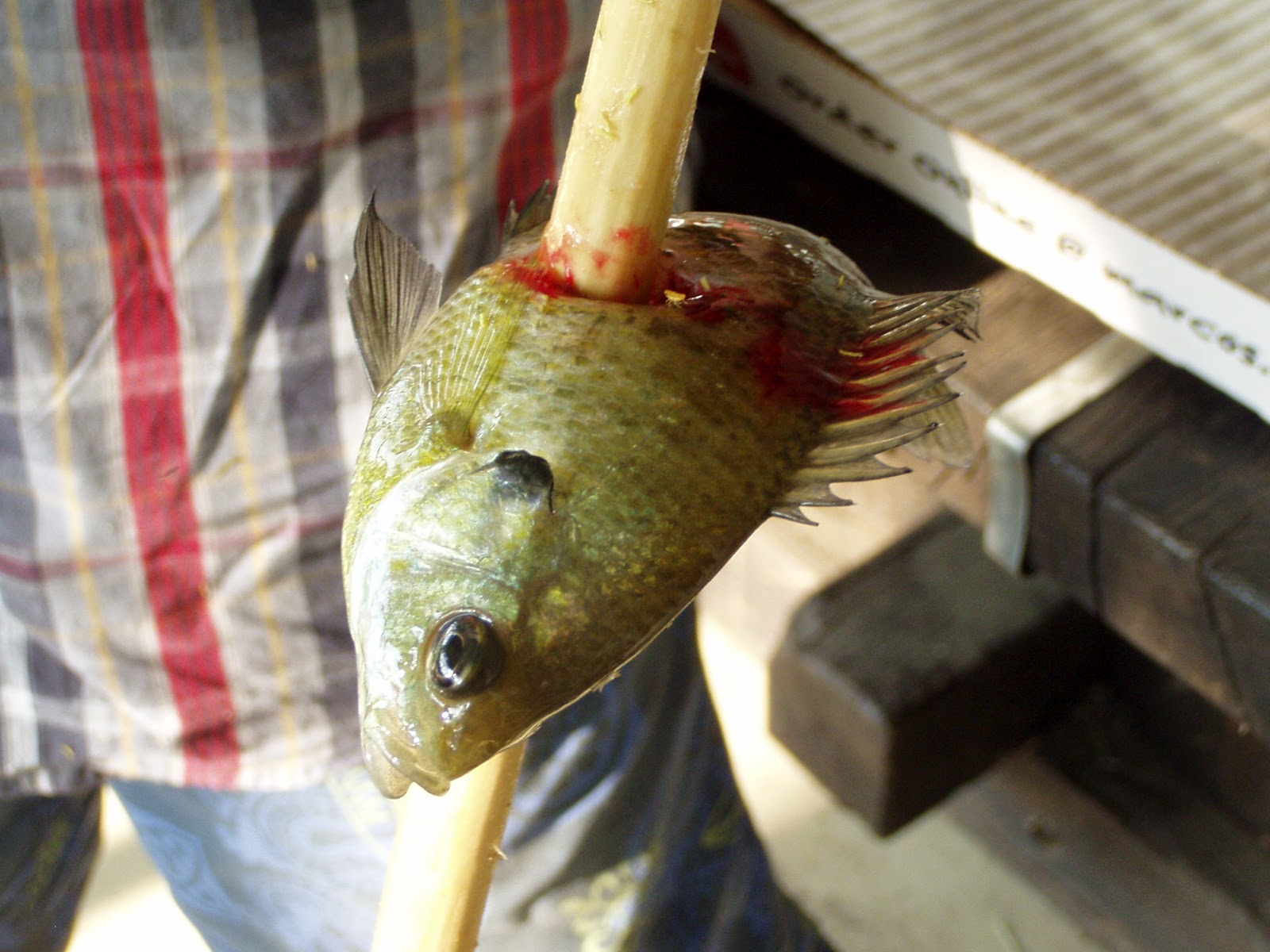 FOUTFOLK: spearing fish...