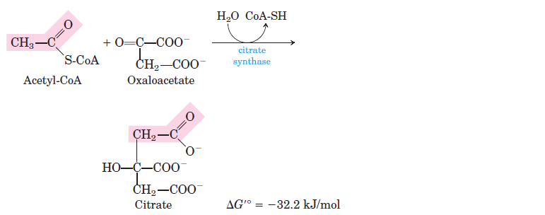 Bioquímica: Ciclo de Krebs