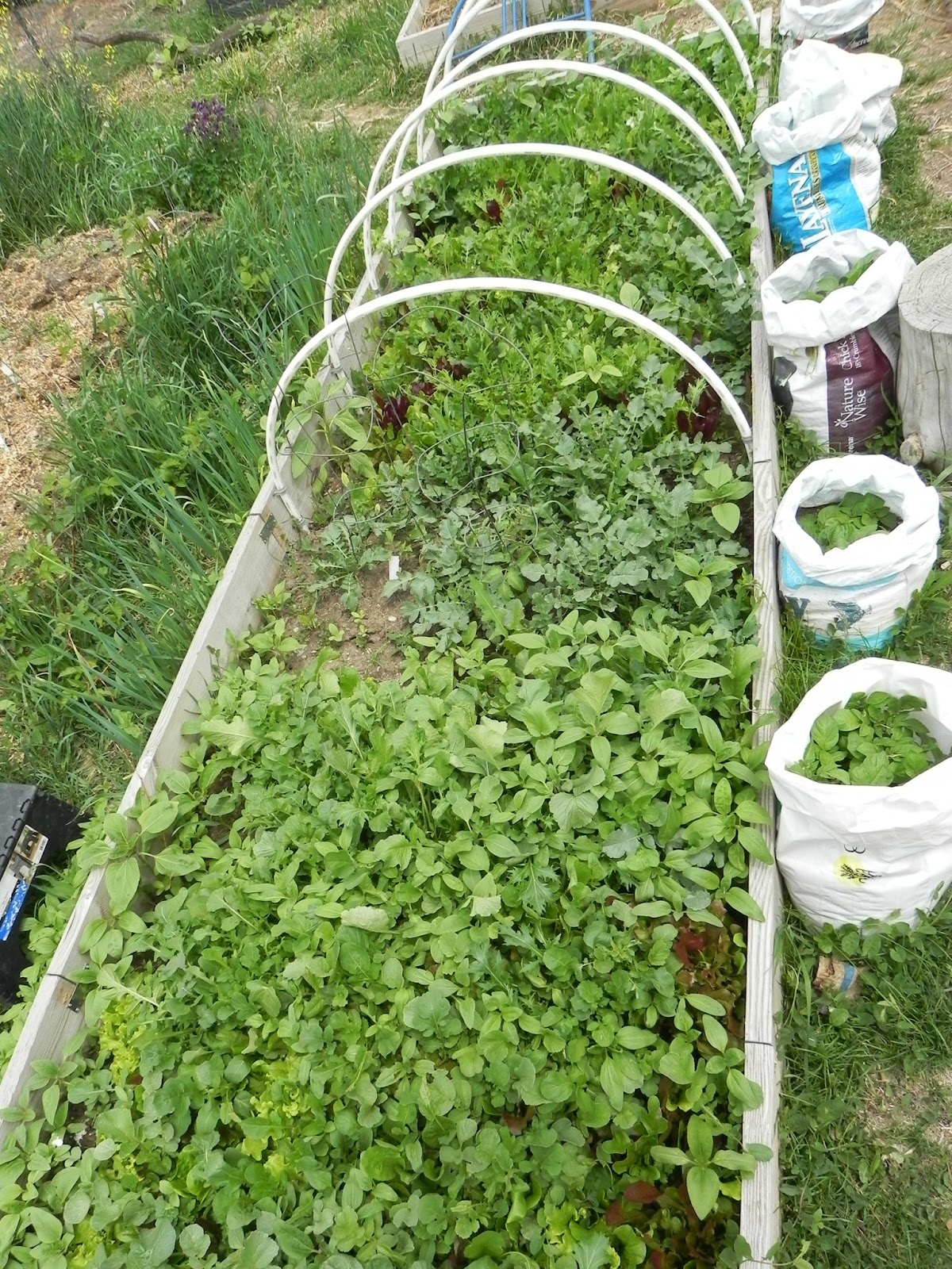 Exploring Permaculture: Planting a Polyculture