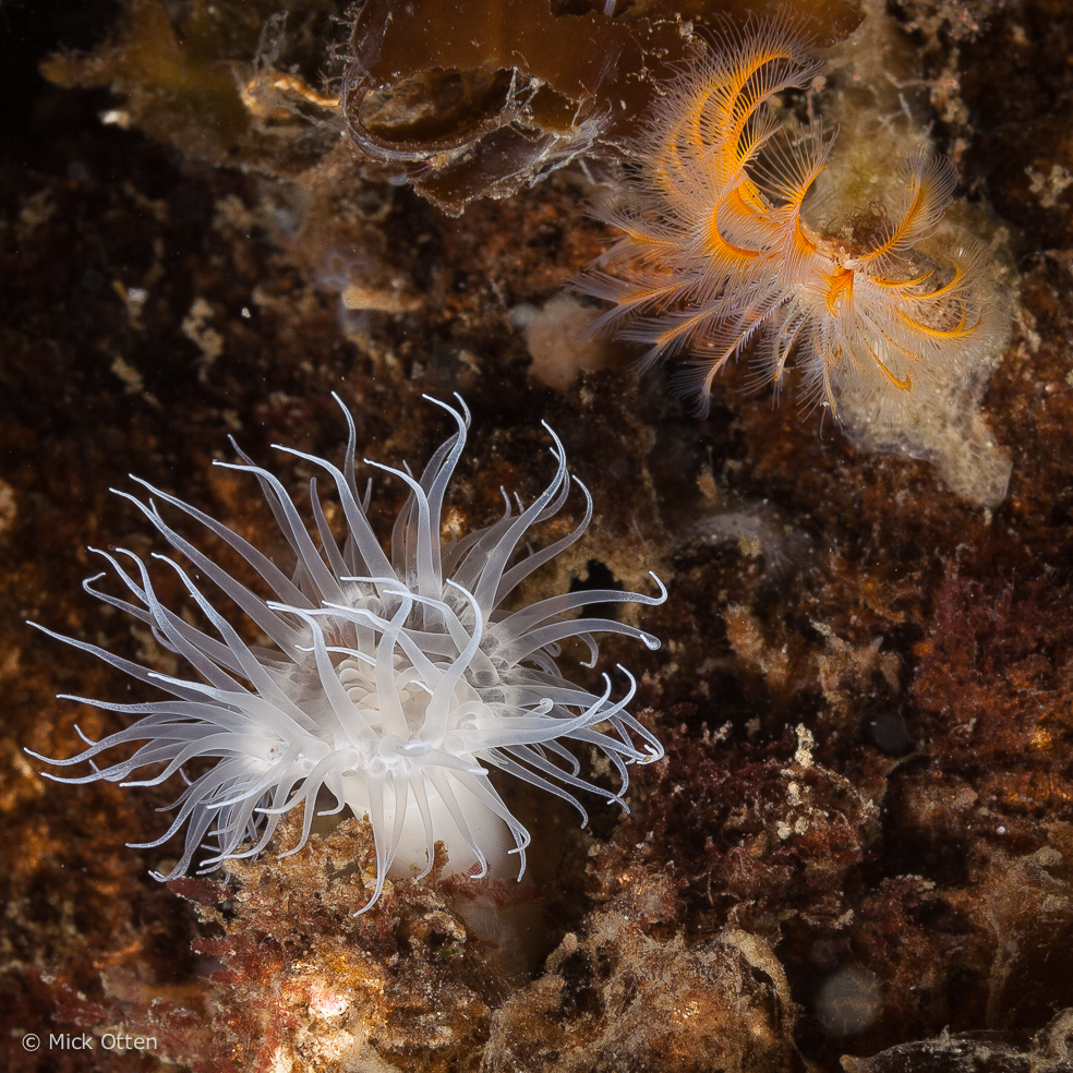 Mick's marine biology: Colourful sea anemones and other extraordinary ...