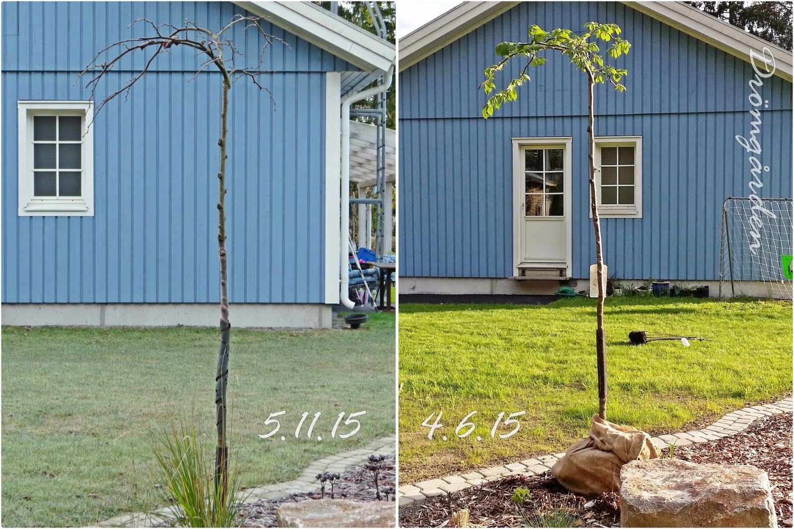 Drömgården: Paraplyalmen