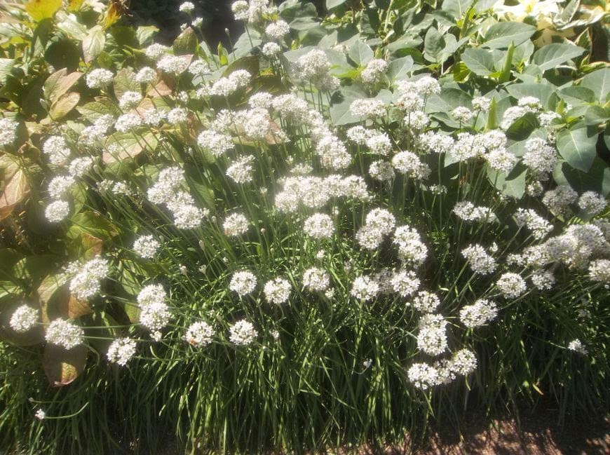 Future Plants by Randy Stewart: Allium