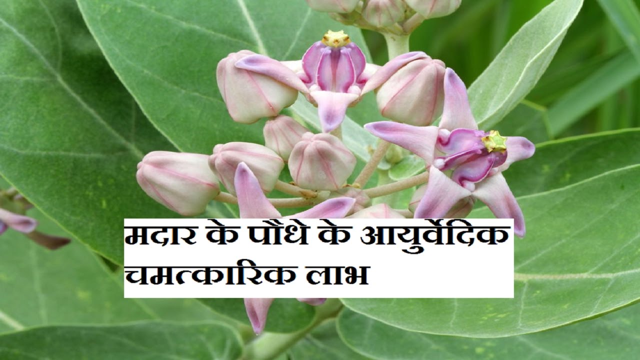 उपचार और आरोग्य: मदार से मस्से का इलाज