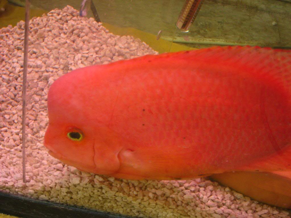 Flowerhorn The Hybrid Cichlids: Monster KOK Female Red Monkey