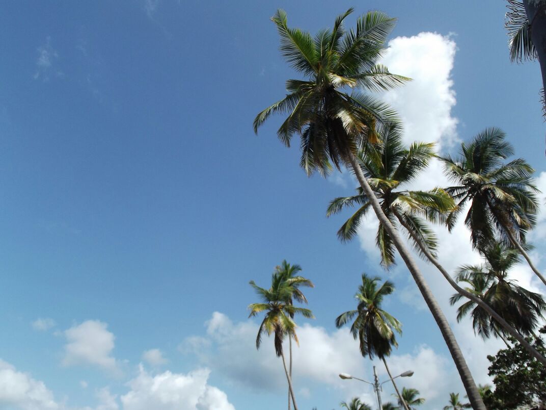 Andando por Venezuela: Choroní (Playa Grande) - Tuja