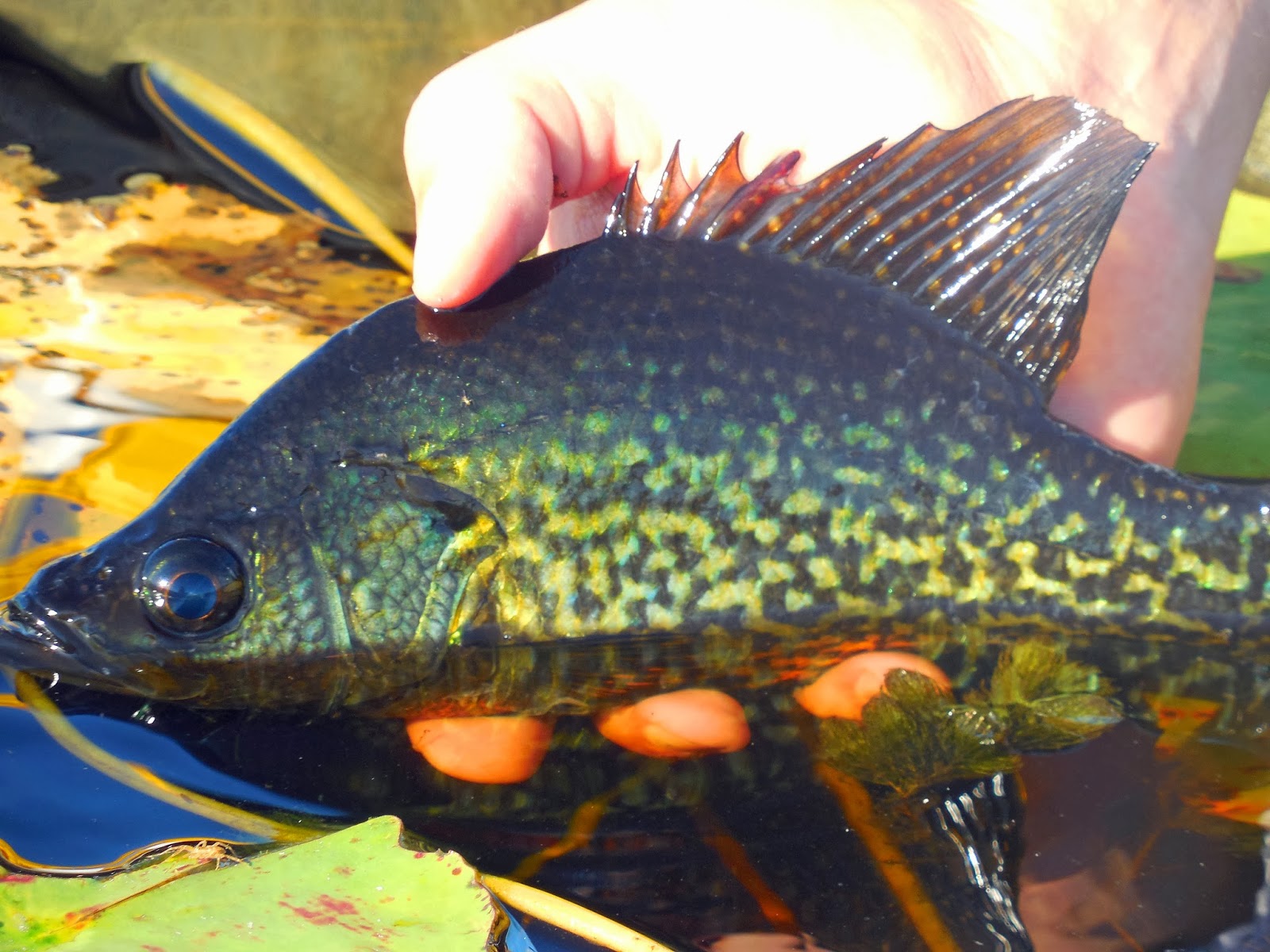 Southern Kayak Kronicles: Myakka's back and fish are hungry for flies