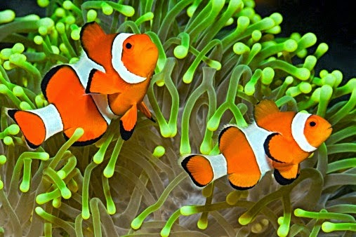 Ikan Nemo Sudah Bisa Dibudidayakan ~ CFF