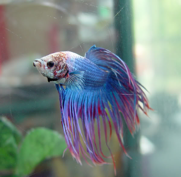 Peces Sanos: cuidado de bettas