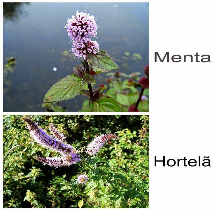 CIÊNCIA & VIDA: As Diferenças entre a Menta e a Hortelã e Suas ...