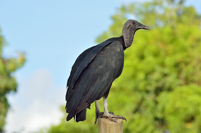 PLAAN : Gallinazo - Coragyps atratus