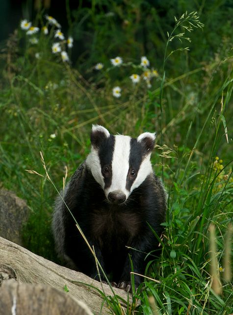British Wildlife Centre ~ Keeper's Blog: National Badger Day