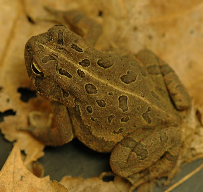 Field Biology in Southeastern Ohio: Reptiles and Amphibians