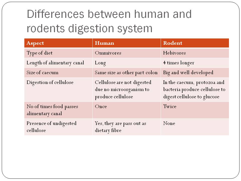 Biology: Difference Between Rodents and Human