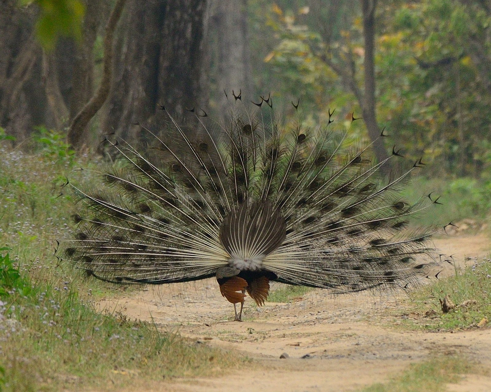 Birds of India: Peafowl - the national bird of India