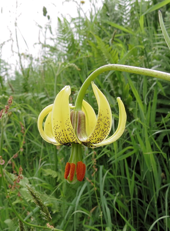 Wildwings and Wanderings: Botany and Butterflies On and Around Exmoor