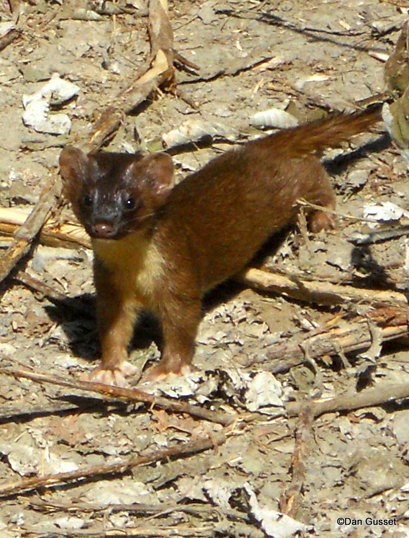 Wilderness Awareness School Wildlife Tracking Intensive