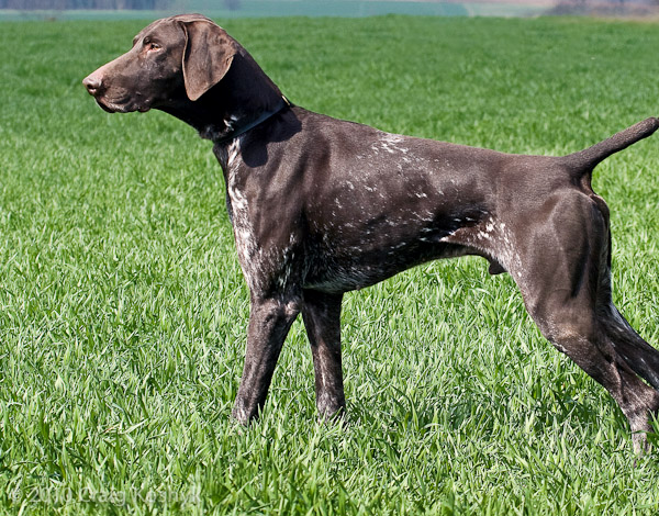 Pointing Dog Blog: Breed of the Week: The German Shorthaired Pointer