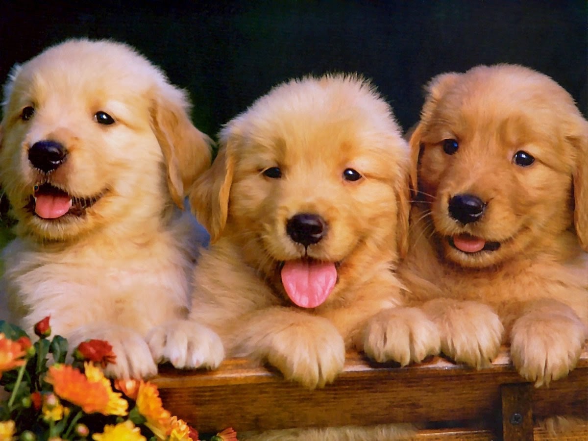 Golden Retriever: Caracteristicas de la raza Golden Retiever