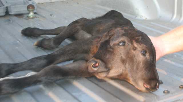 THE WESTERNER: Cow Gives Birth To Rare Two-Headed Calf