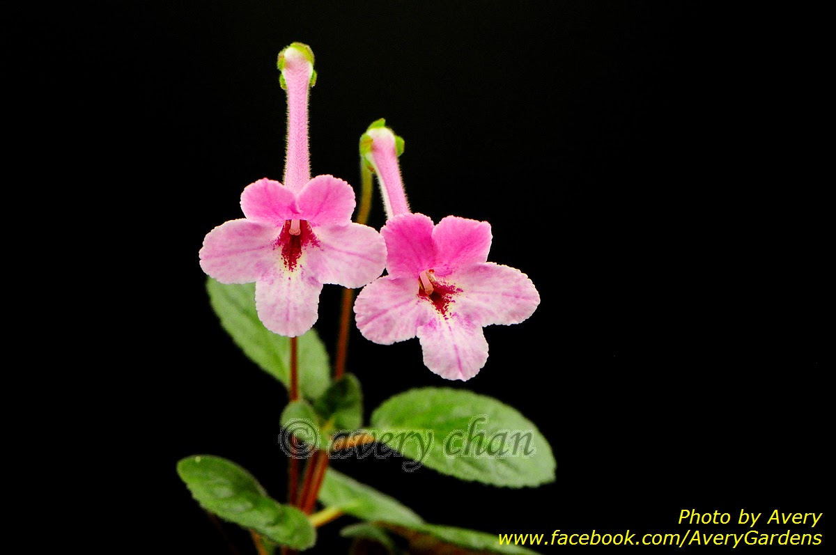 Avery Gardens: A few of my mini Sinningia flower in winter time