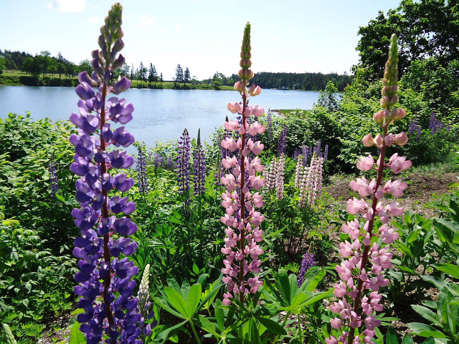 In and Out of My Garden: Miss Rumphius