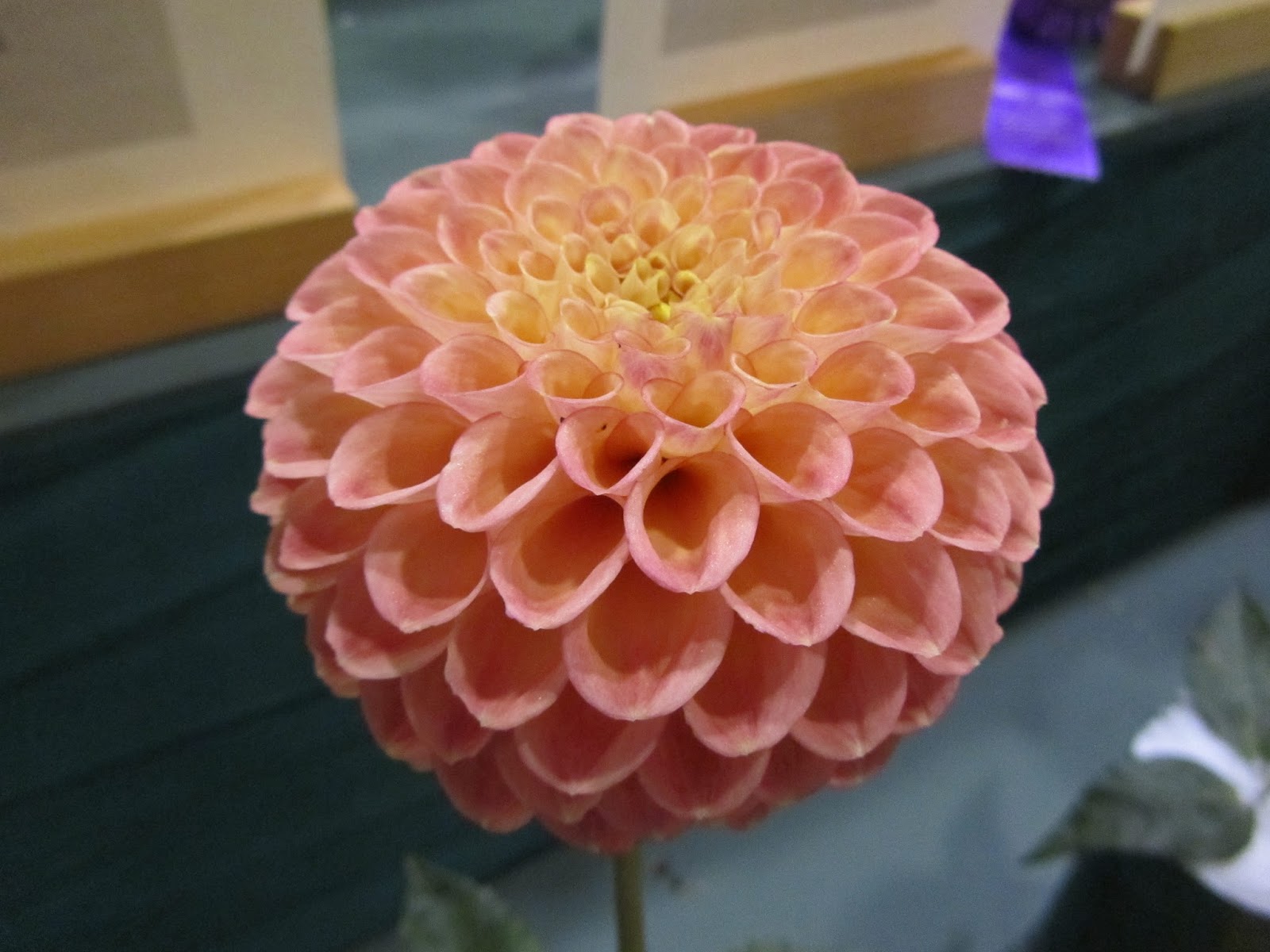 Lane County Dahlia Society: 50th Anniversary Dahlia Show Recap
