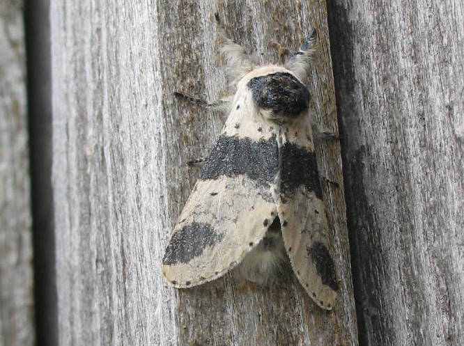 Dispatches from Can of Duck: A Moth Morning