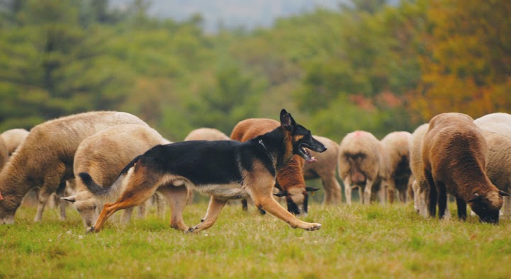 All Breed Dog Training Blog: Training Your Dog for Sheep Herding