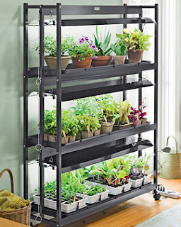 break into blossom: jump starting spring: seed starting station