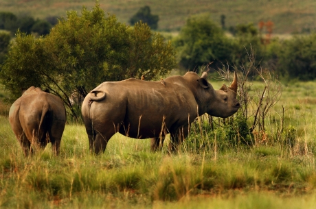 Rhino species extinct due to African rangers selling out