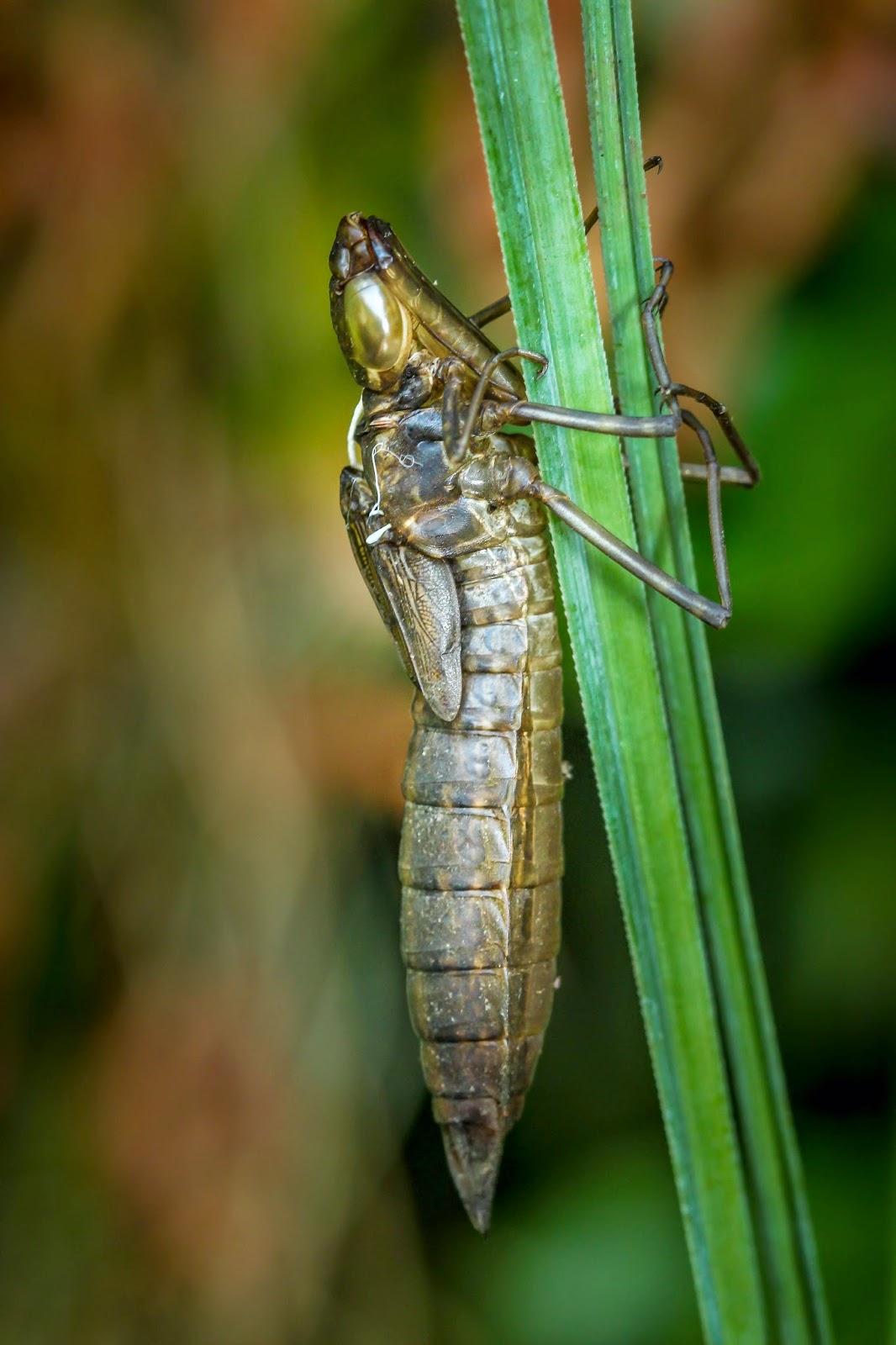 VietOdonata: Anax parthenope julius Brauer, 1865