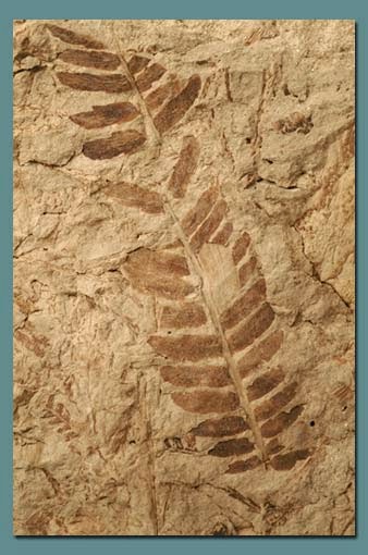 La era Mesozoica: EL CRETÁCICO