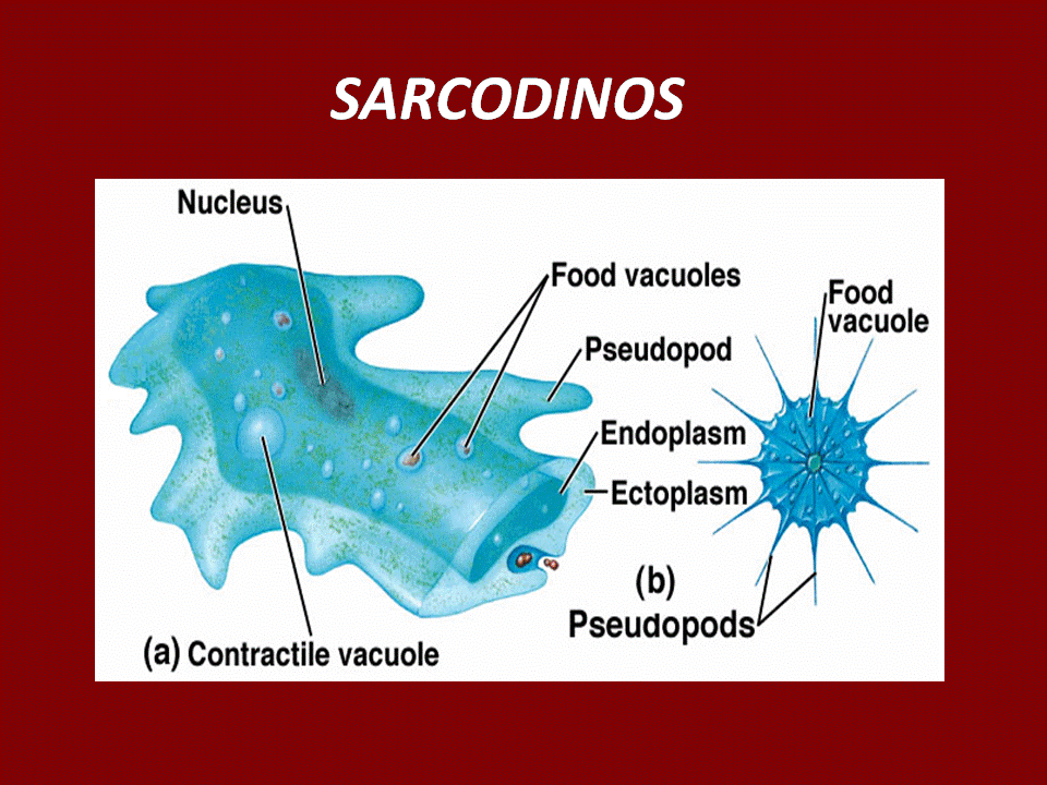 J68: SARCODINOS E INFUSORIOS