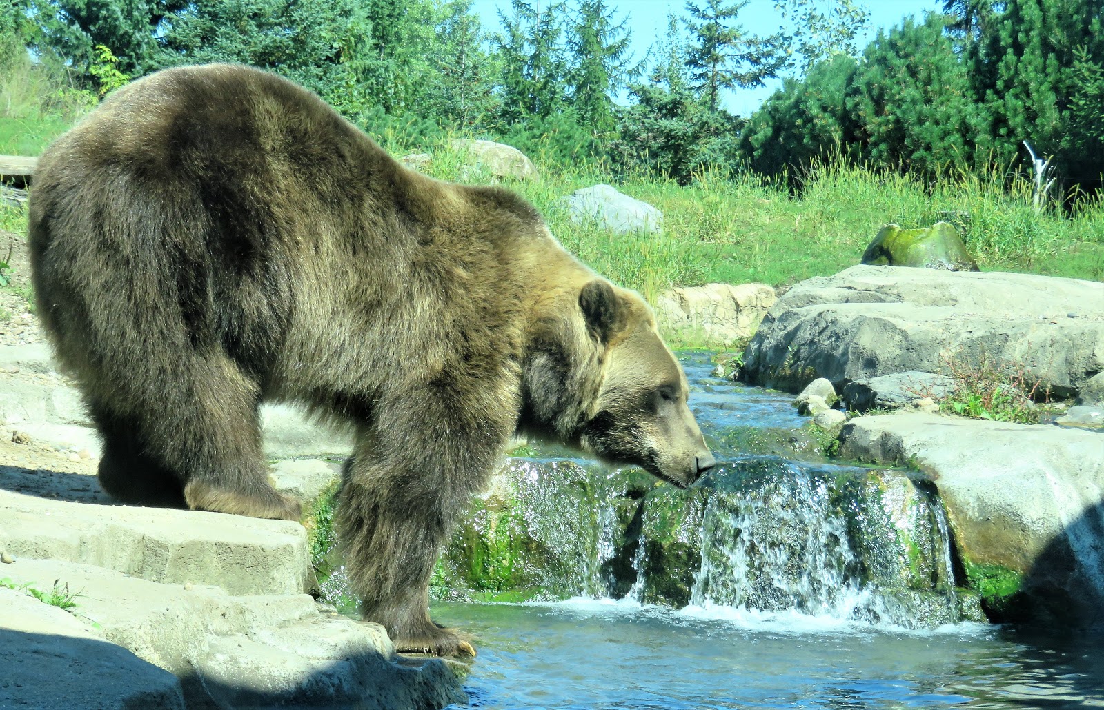 Todd Swank: Kangaroo Crossing at the Minnesota Zoo
