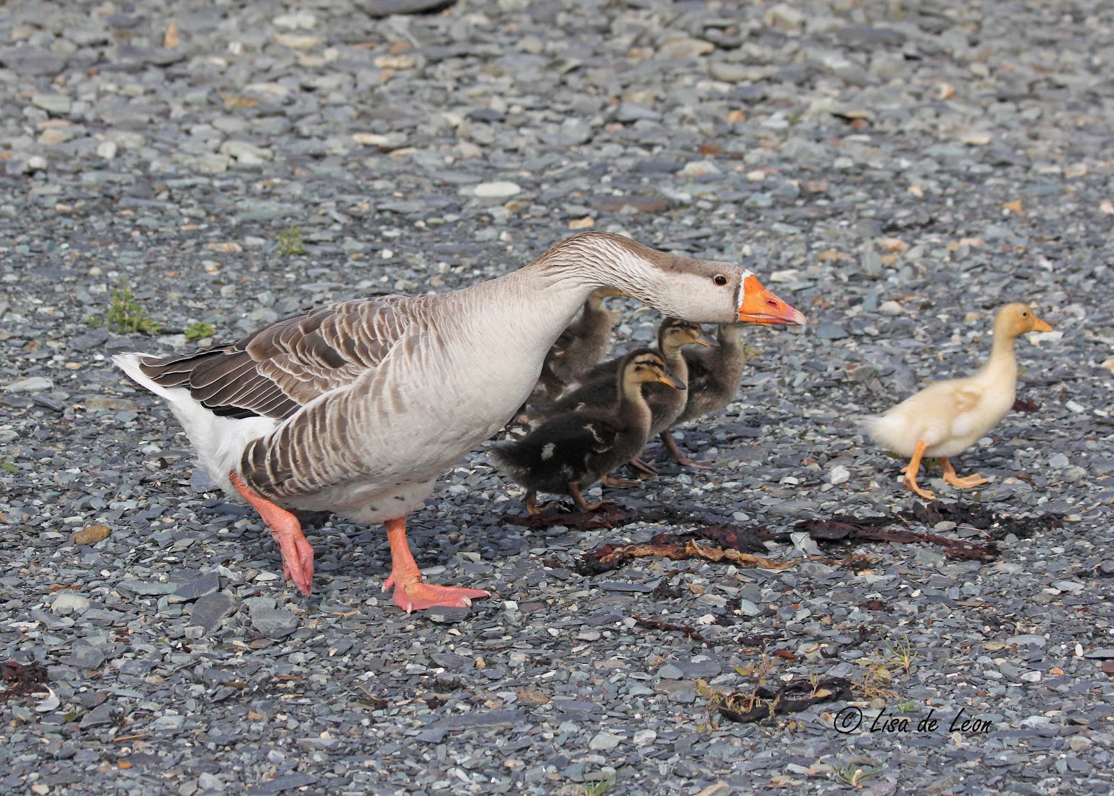 Birding with Lisa de Leon: Duckling Adoption - Brigus South