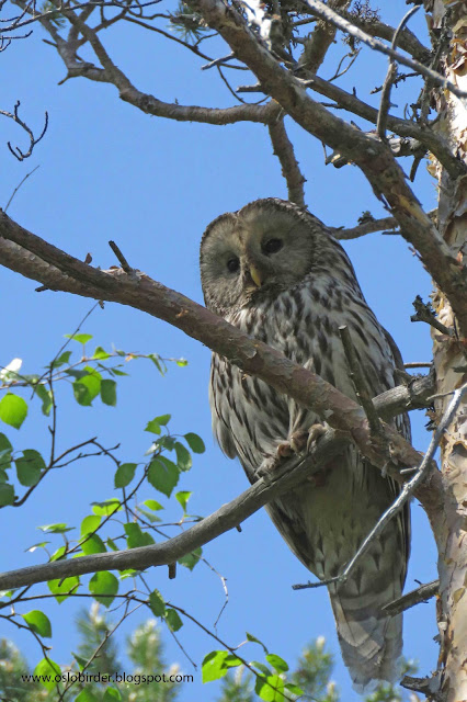 Ural Owl | Focusing on Wildlife