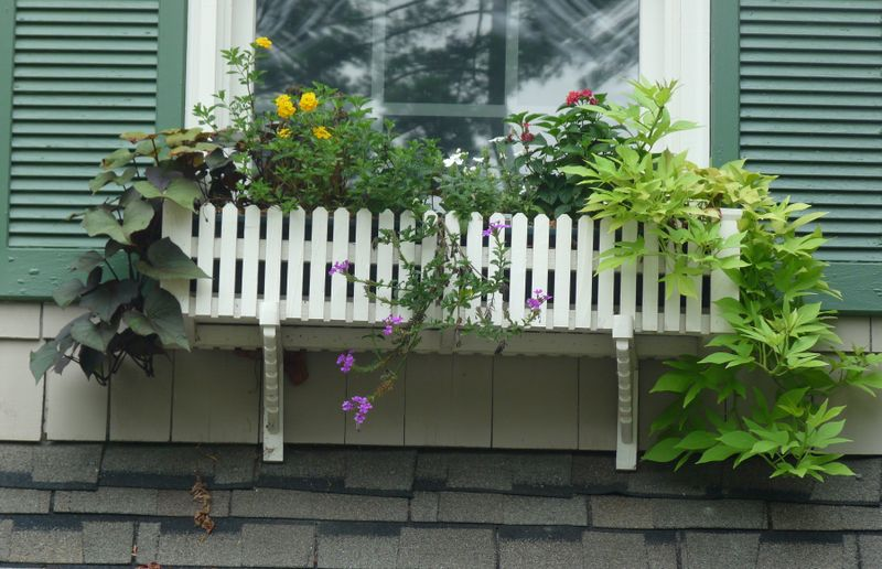 A Vintage Junket: Window Boxes