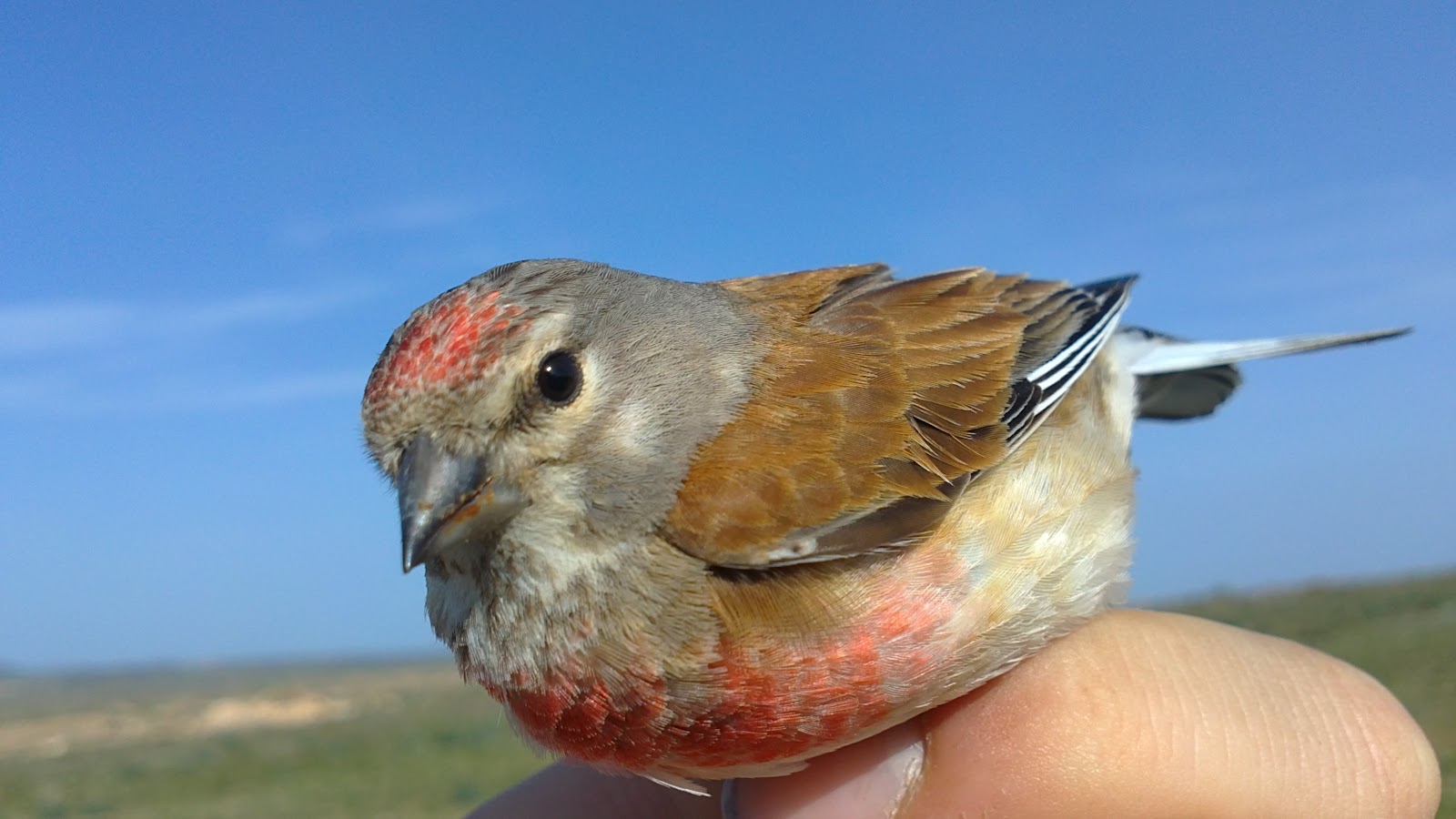 Museo de la Naturaleza de Daroca: TERMINAMOS ANILLANDO UN ROCIN.