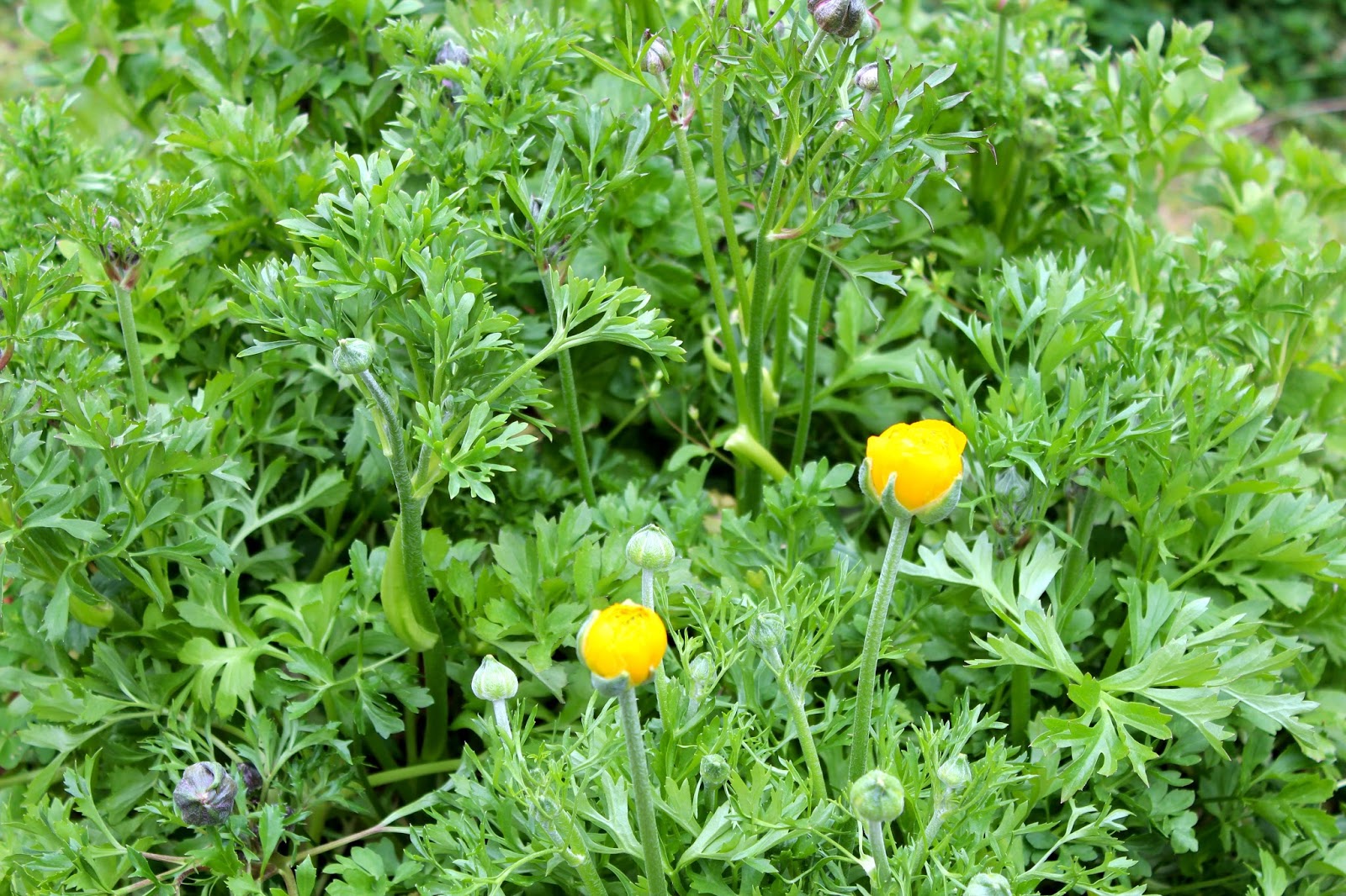 Florez Nursery: Ranunculus asiaticus, Levant Buttercup